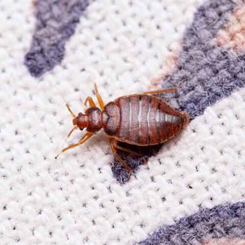 Bed Bug Removal - White House TN - Smash Pest Control