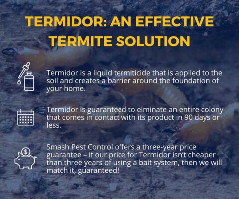Termite Control - White House TN - Smash Pest Control