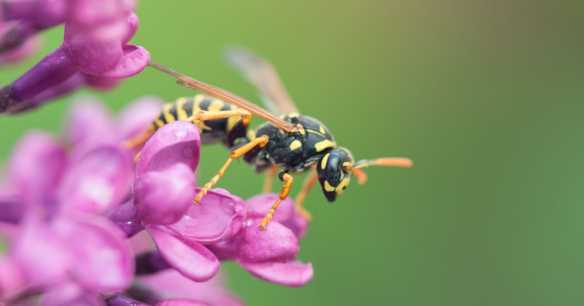 What’s the Difference Between a Wasp & a Bee? - White House TN - Smash ...